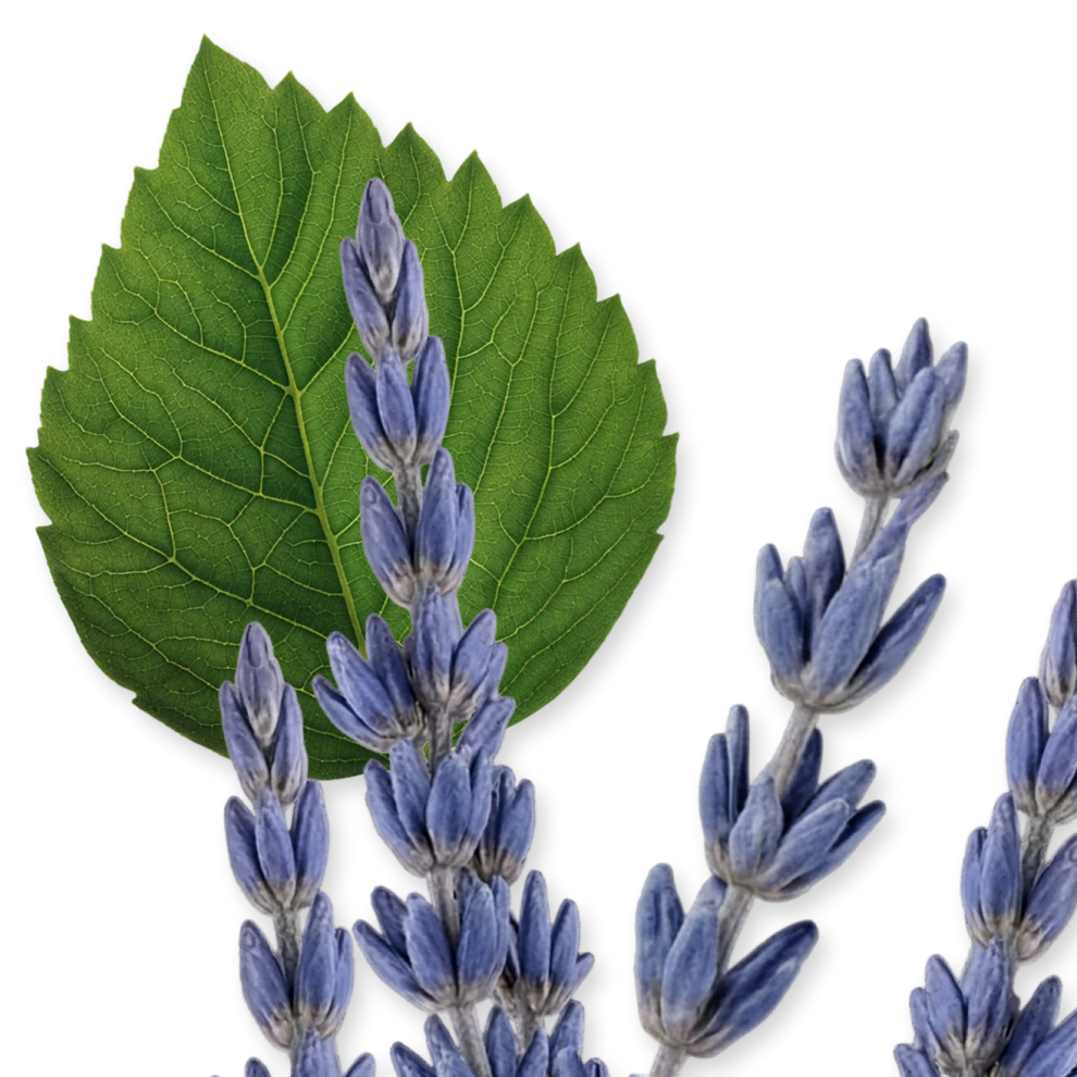 Layton Eau de Parfum (75ml, 125ml, 200ml) – Parfums de Marly Official ...